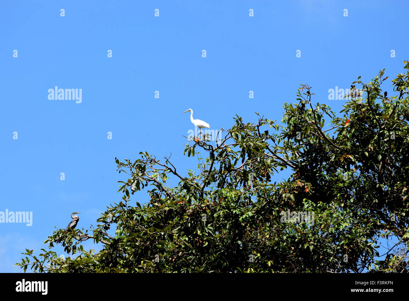 Tree top bird hi-res stock photography and images - Alamy