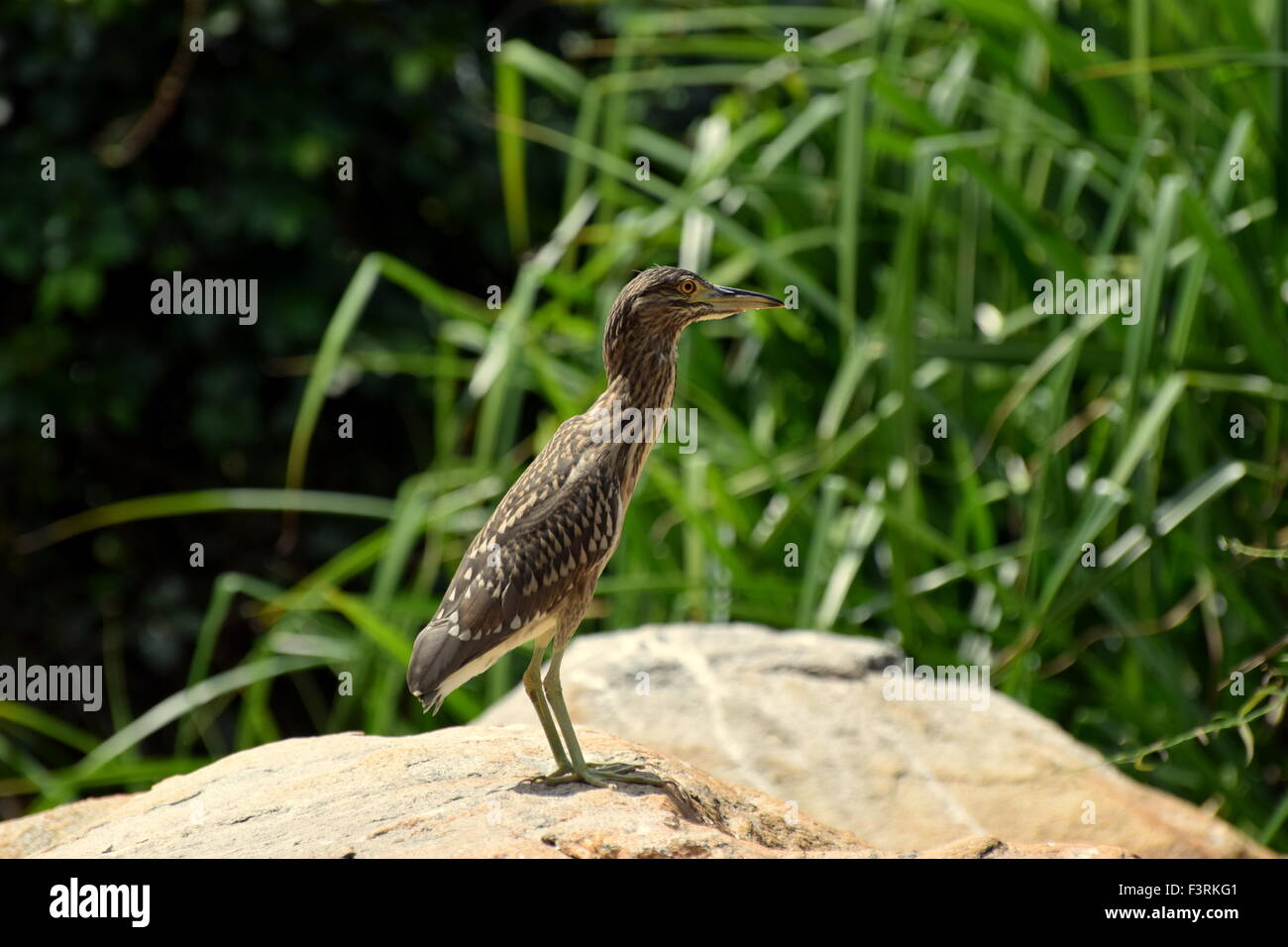 Heron rock and water hi-res stock photography and images - Alamy
