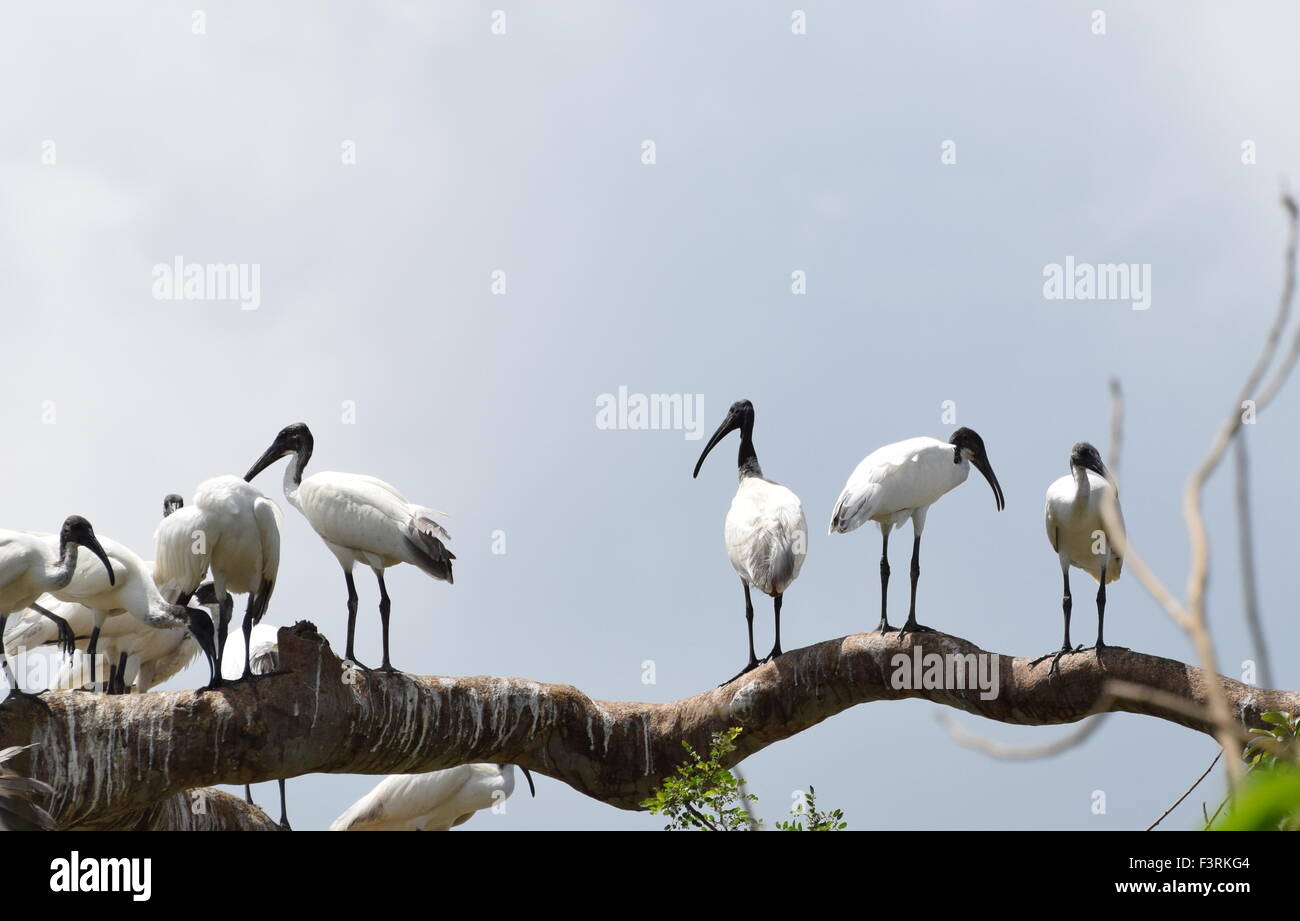 black headed ibis flock Stock Photo - Alamy