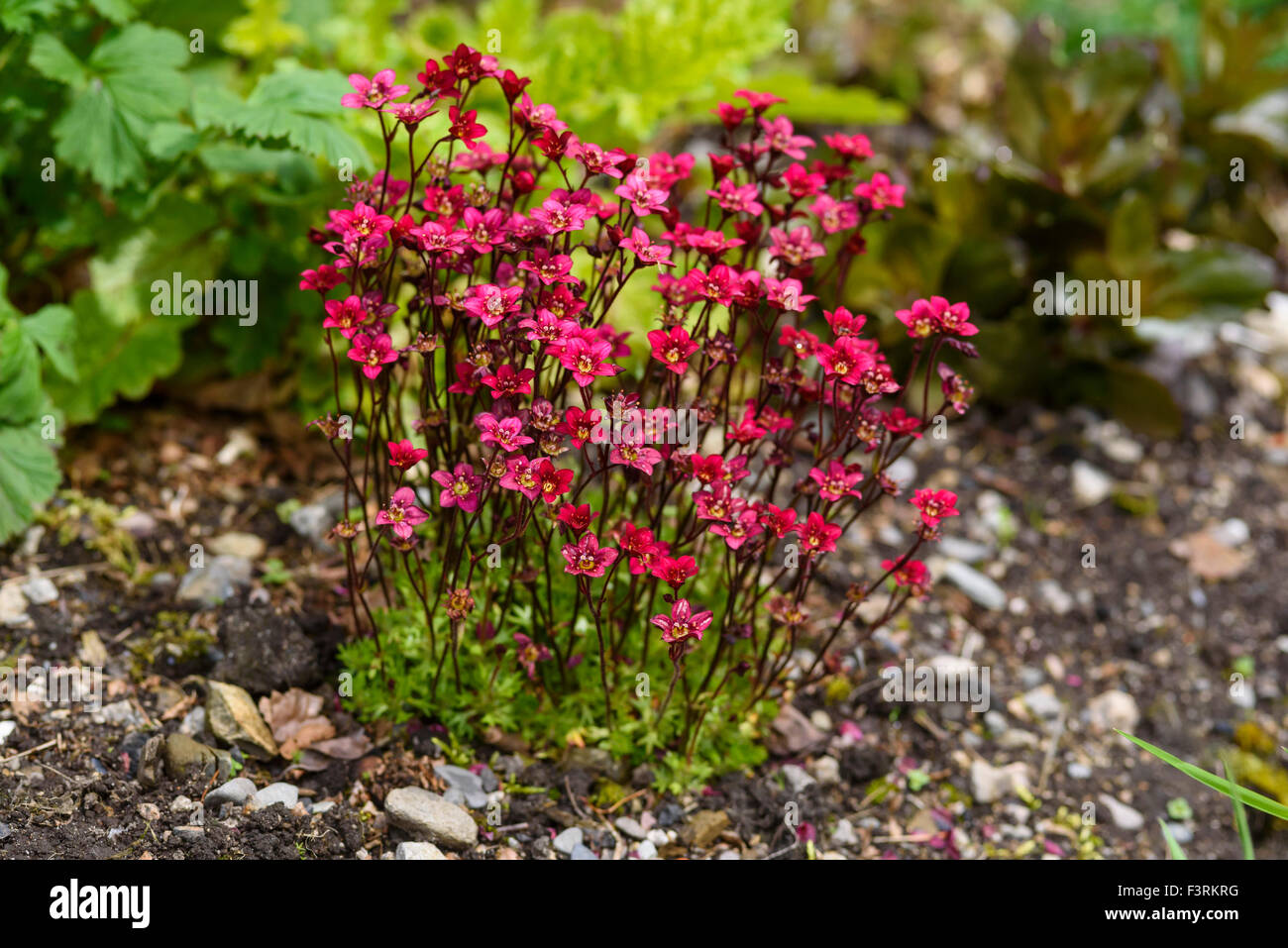 Saxifraga Highlander, garden flower Stock Photo - Alamy