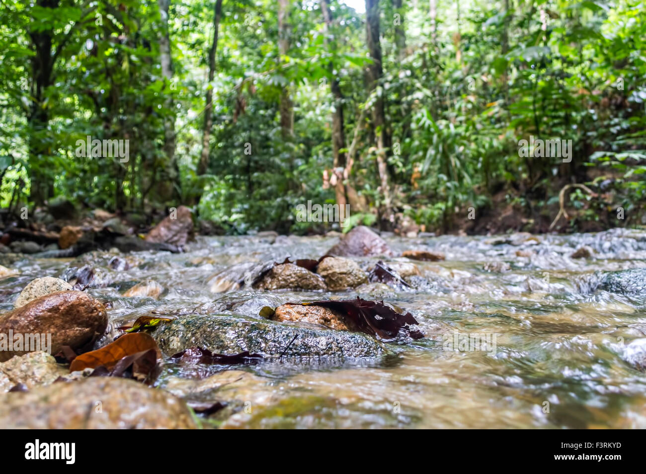 Water stream in deep of tropical forest Stock Photo - Alamy