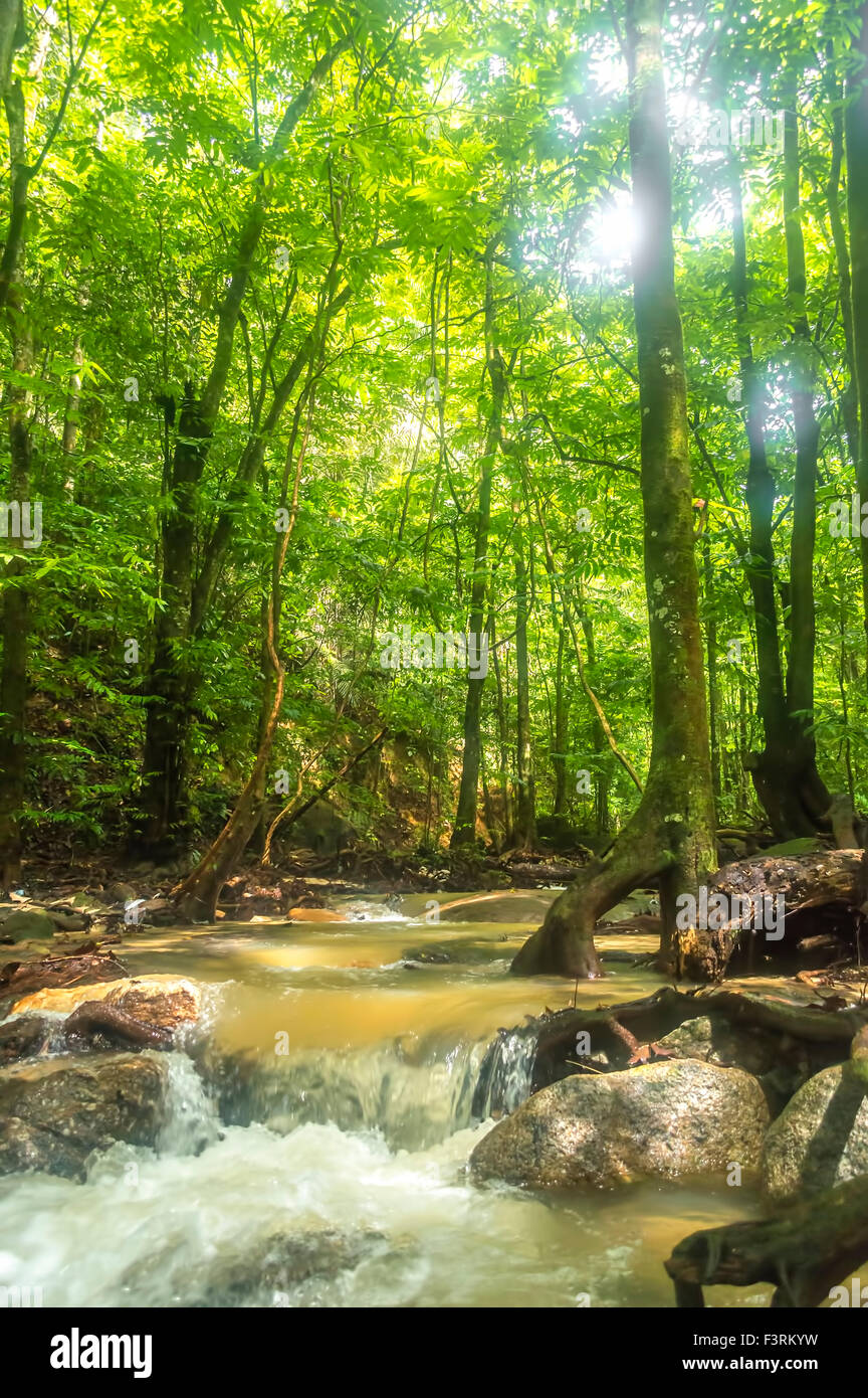 Water stream in deep of tropical forest Stock Photo - Alamy
