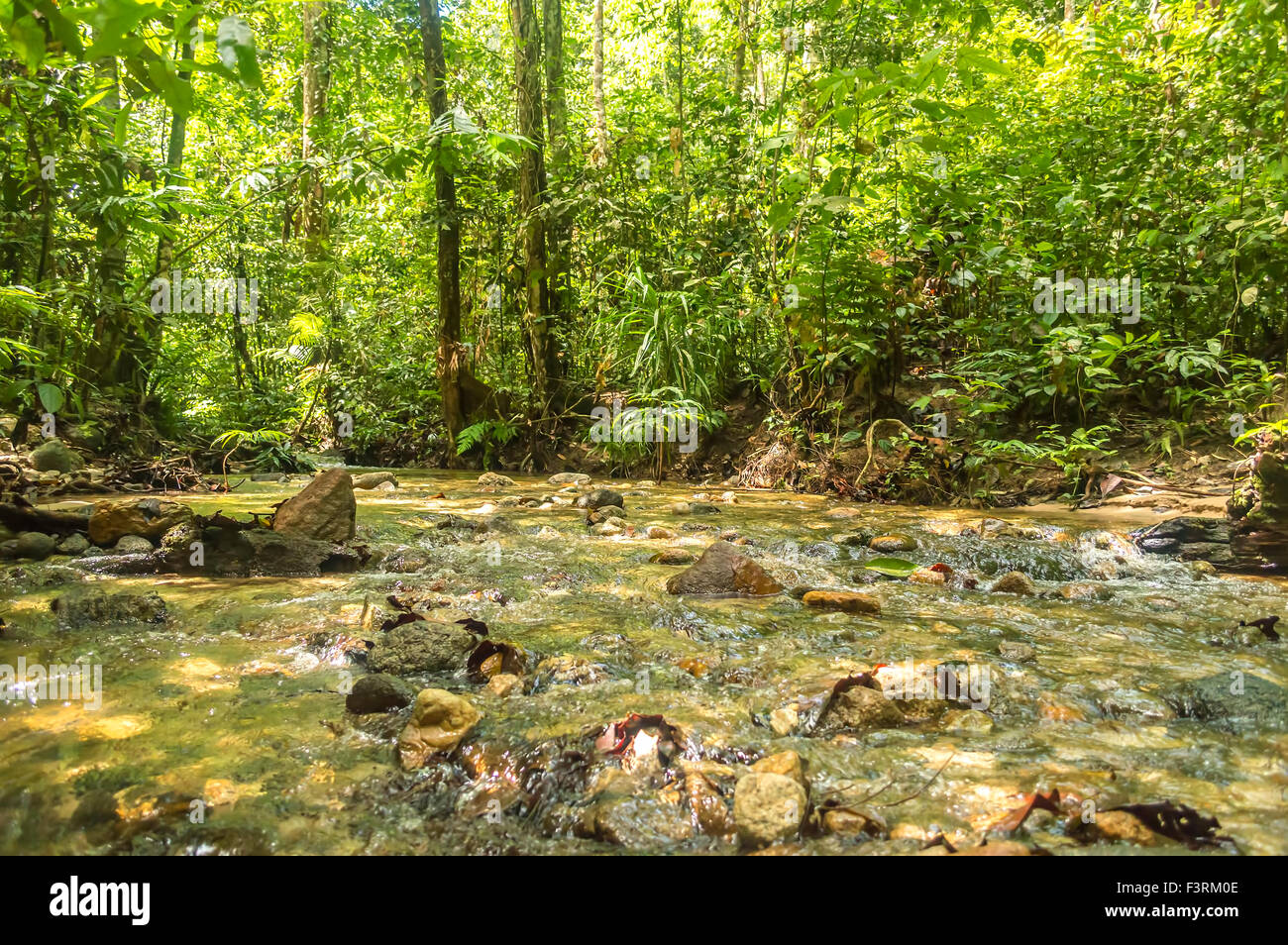 Water stream in deep of tropical forest Stock Photo - Alamy