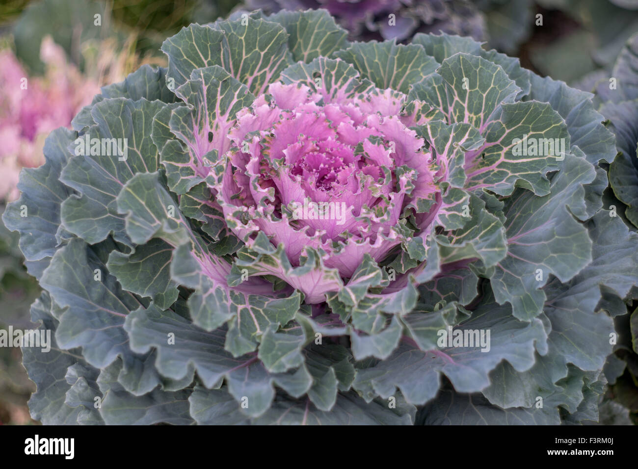 Colorful ornamental cabbage close up Stock Photo - Alamy