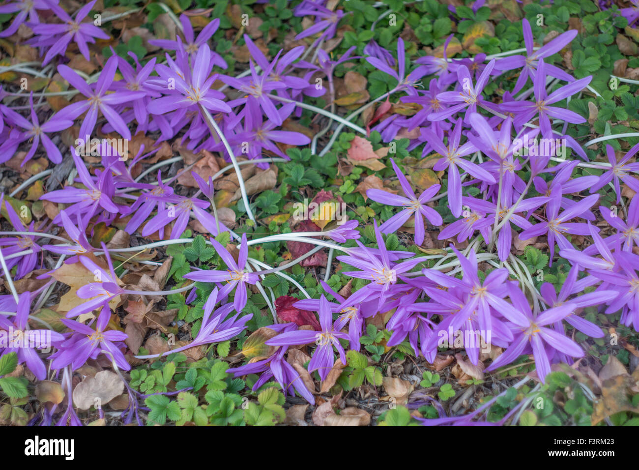 Purple autumn crocuses Colchicum autumnale Stock Photo - Alamy