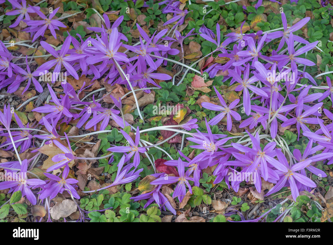 Purple autumn crocuses Colchicum autumnale Stock Photo - Alamy