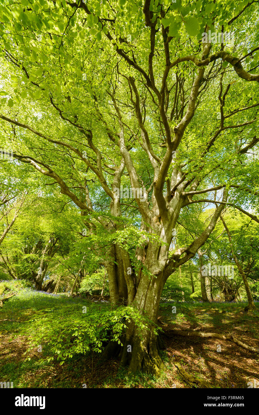 Southern beech tree trees hi-res stock photography and images - Alamy