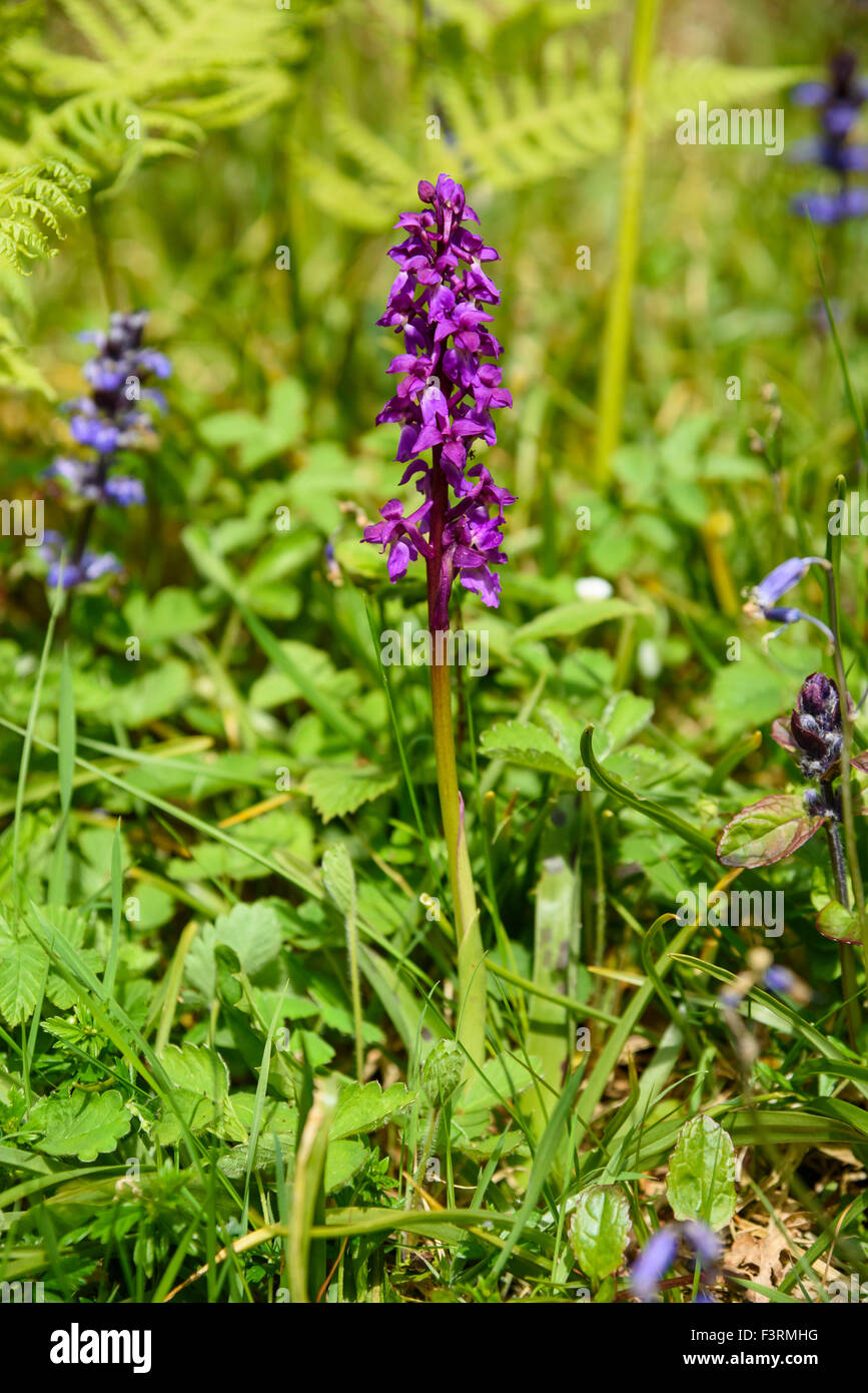 Scottish orchid hi-res stock photography and images - Alamy