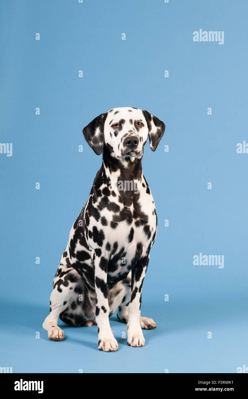 Pure breed Dalmatian dog sitting in studio on blue background Stock ...