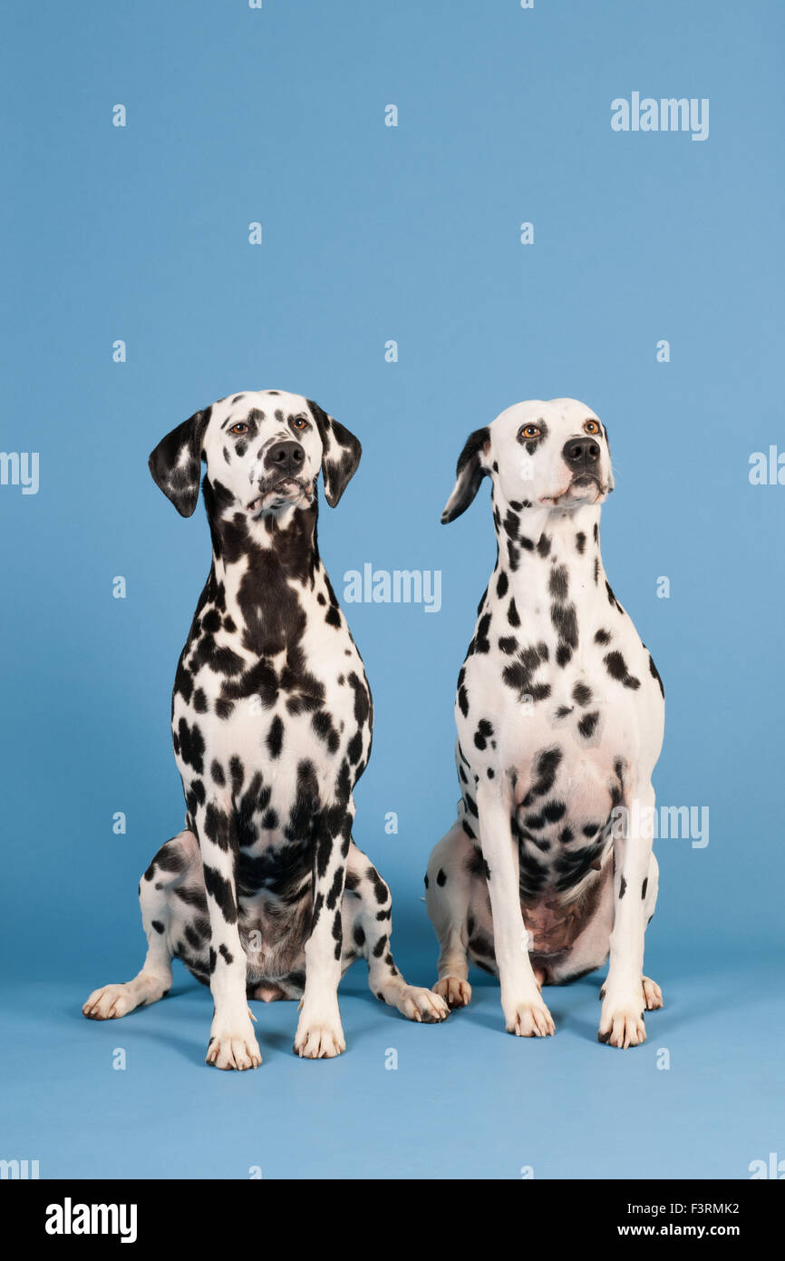 Pure breed Dalmatian dogs sitting in studio on blue background Stock ...