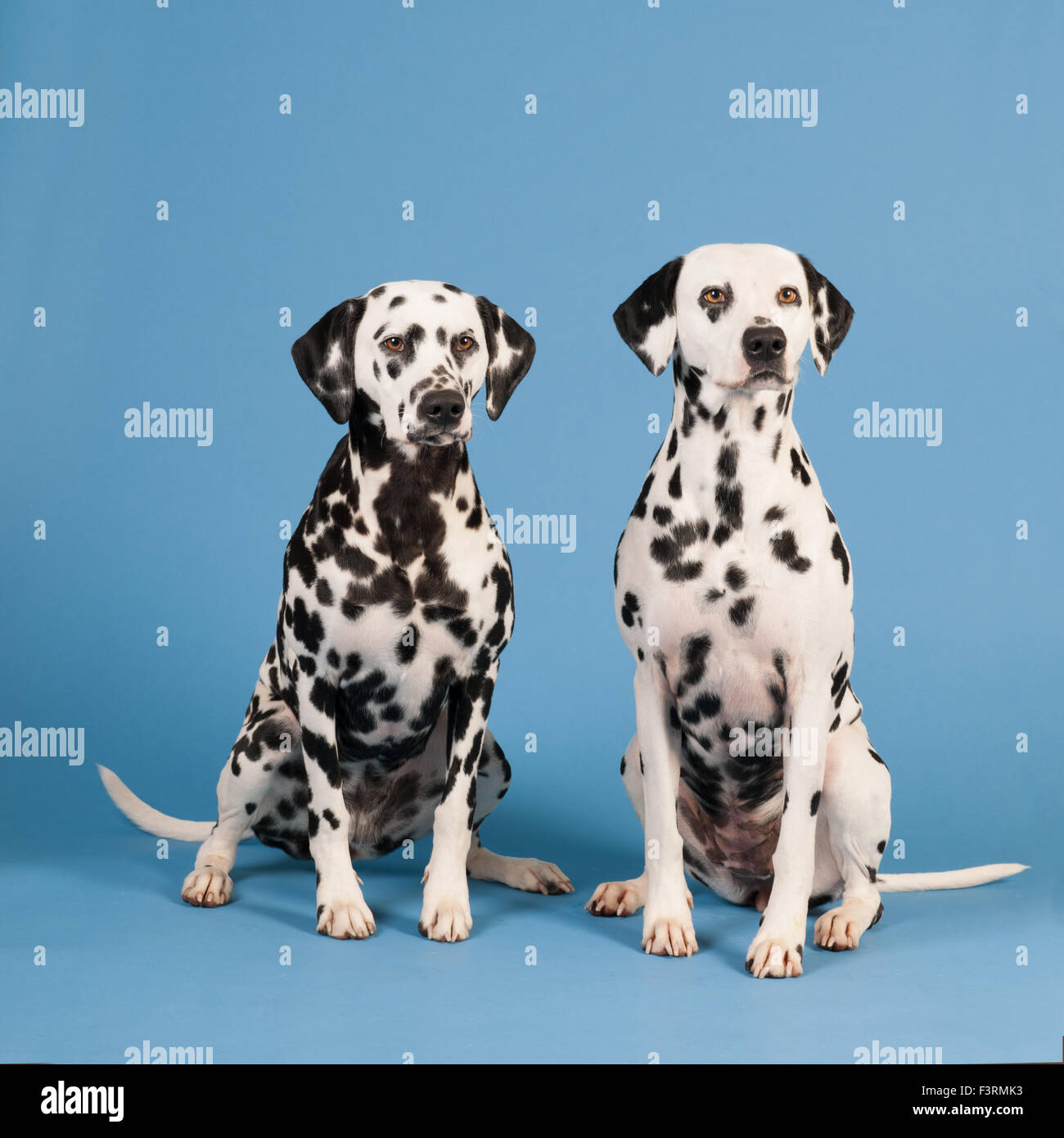 Pure breed Dalmatian dogs sitting in studio on blue background Stock ...