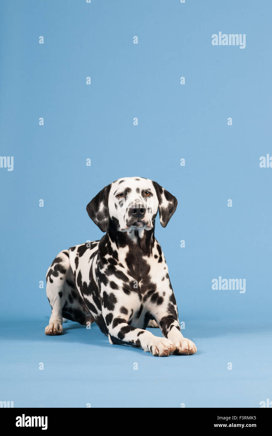 Pure breed Dalmatian dog laying in studio on blue background Stock ...