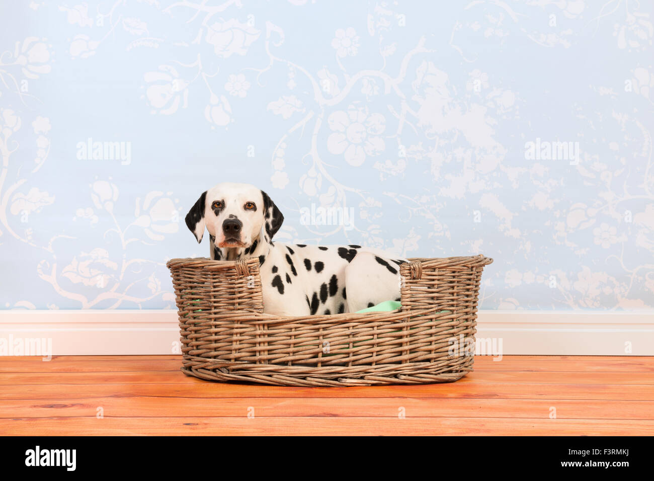 Pure breed Dalmatian dog laying in animal bed Stock Photo - Alamy
