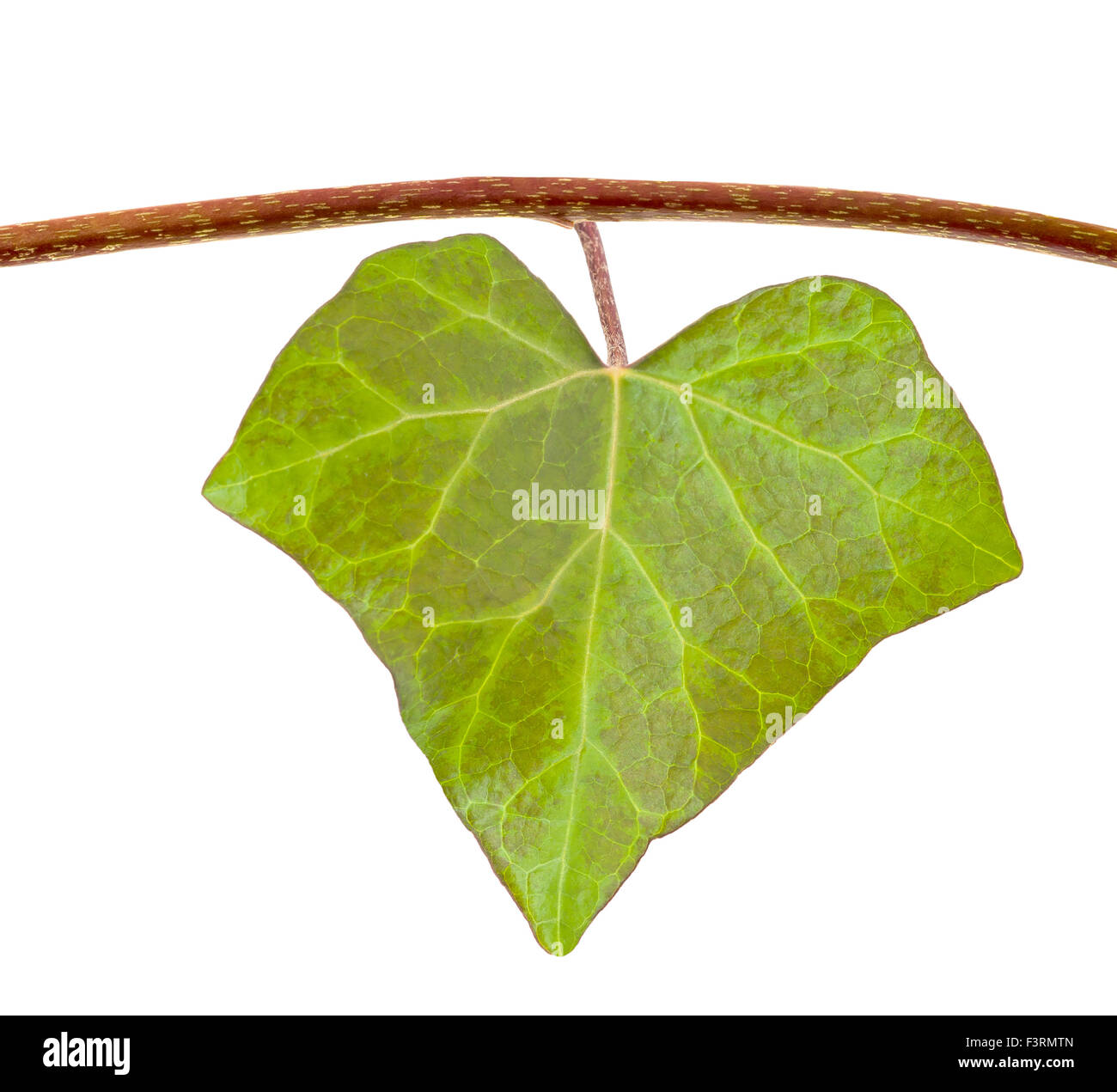 Closeup of hedera leaf hi-res stock photography and images - Alamy