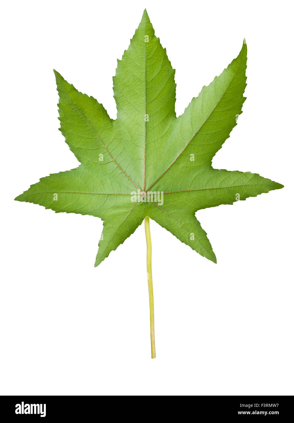 Castor oil fruit hi-res stock photography and images - Alamy