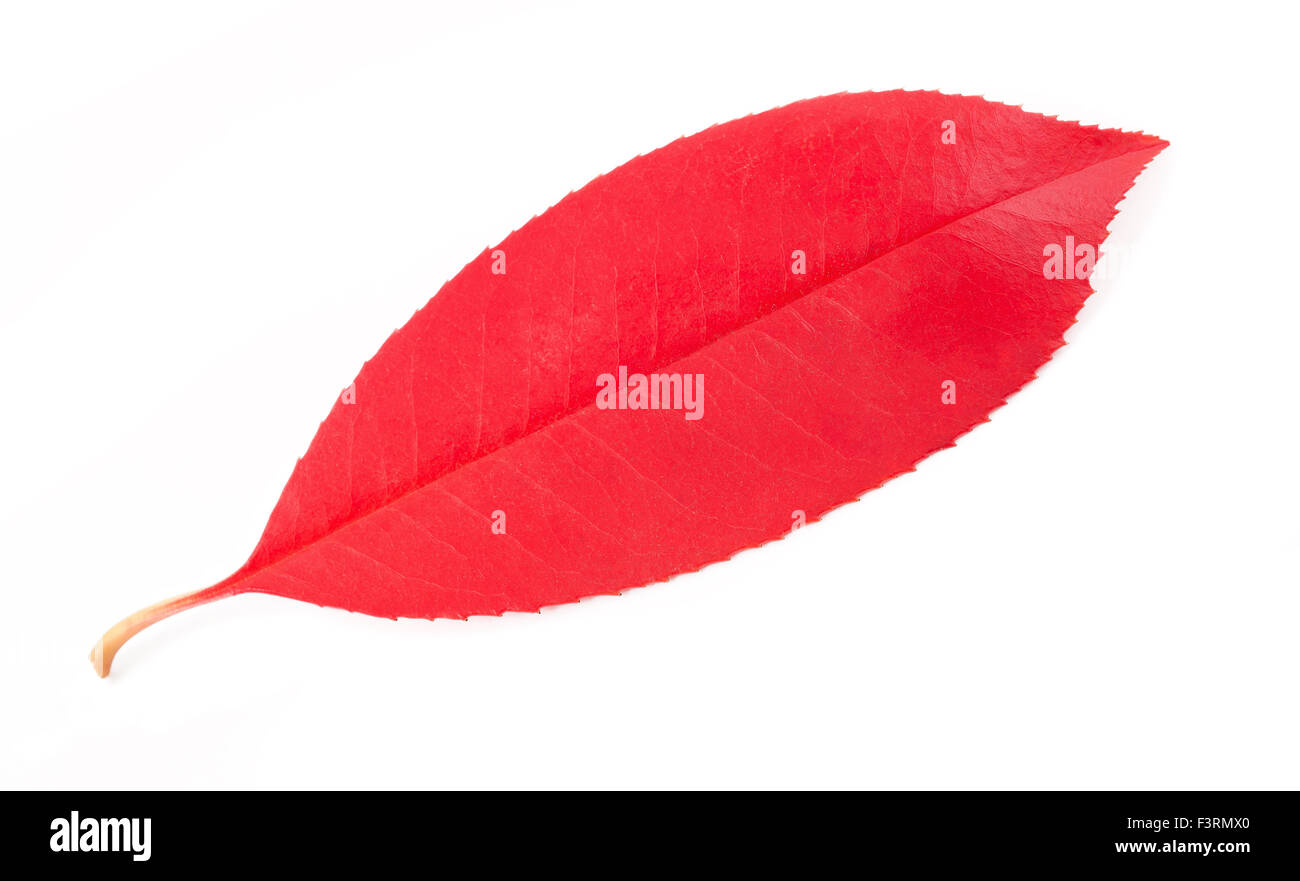 Red Photinia leaf isolated on white background Stock Photo - Alamy