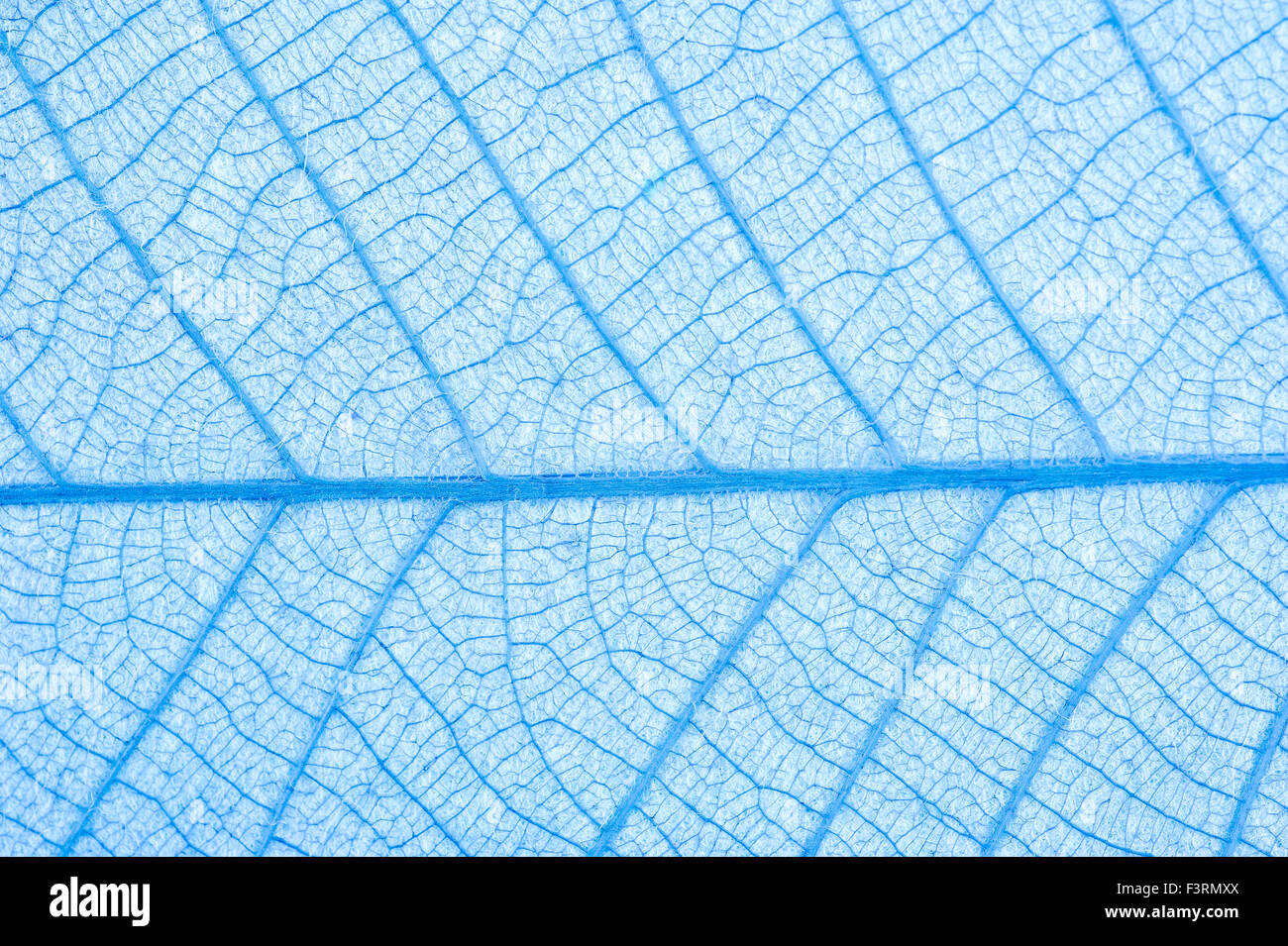 Blue background of dried leaf Stock Photo - Alamy