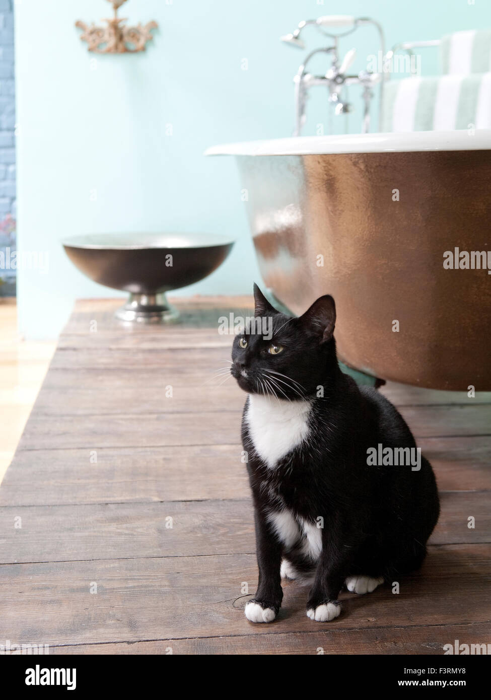 cat in the bathroom Stock Photo - Alamy