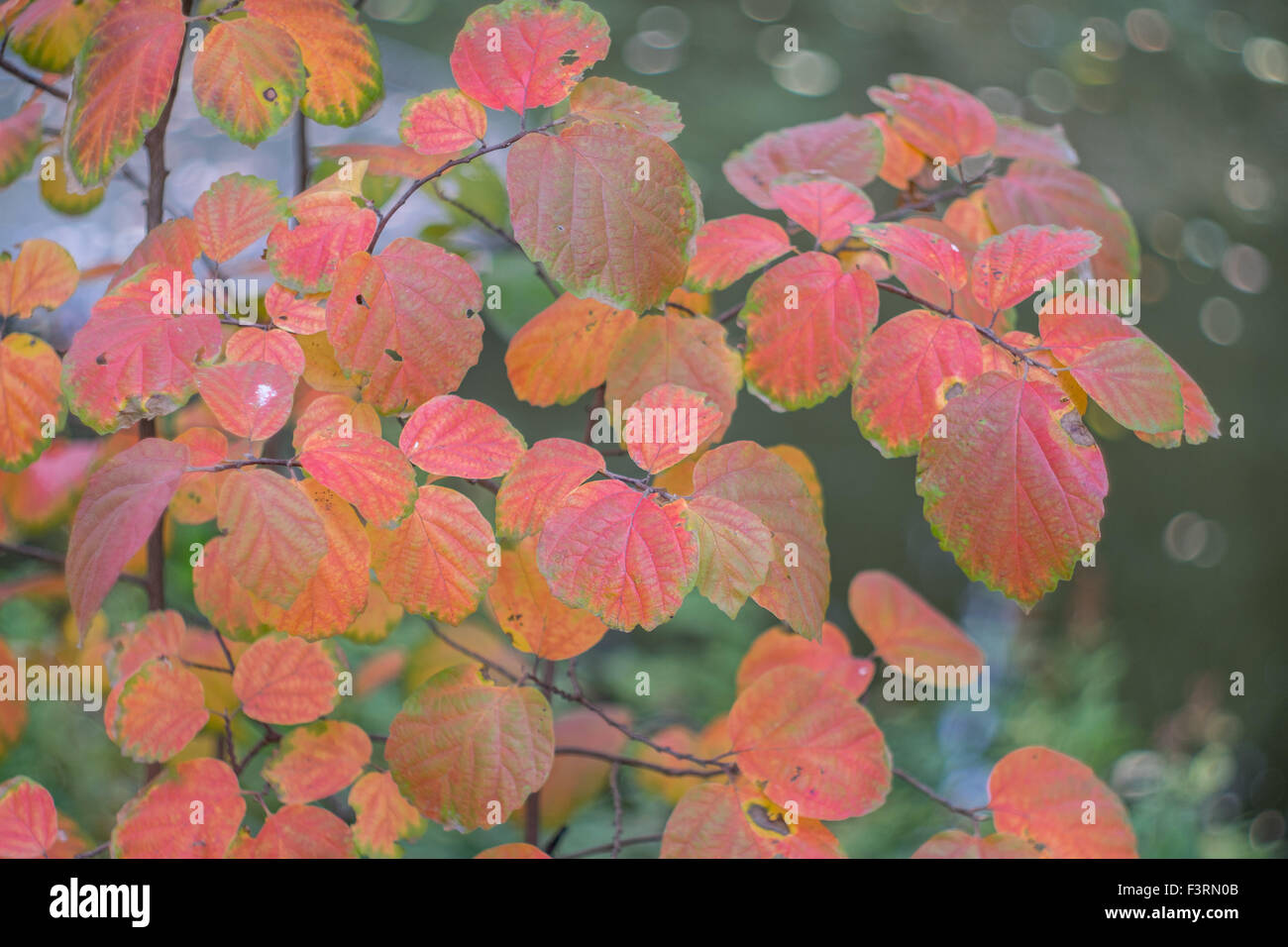 Fothergilla major large mountain witch alder red and yellow autumn ...