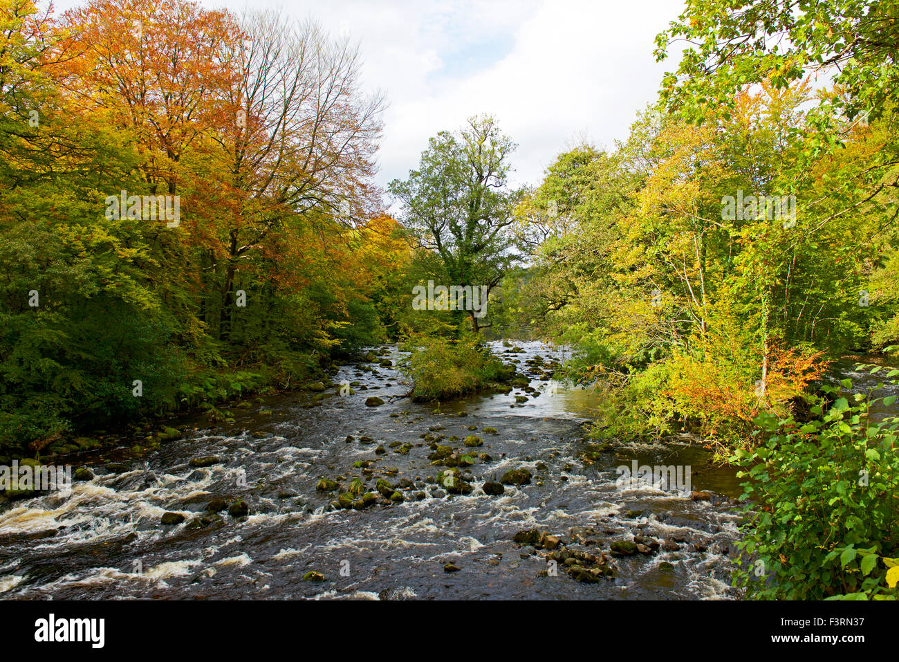 River Wharfe and Bolton Wood, Wharfedale, North Yorkshire, England UK ...
