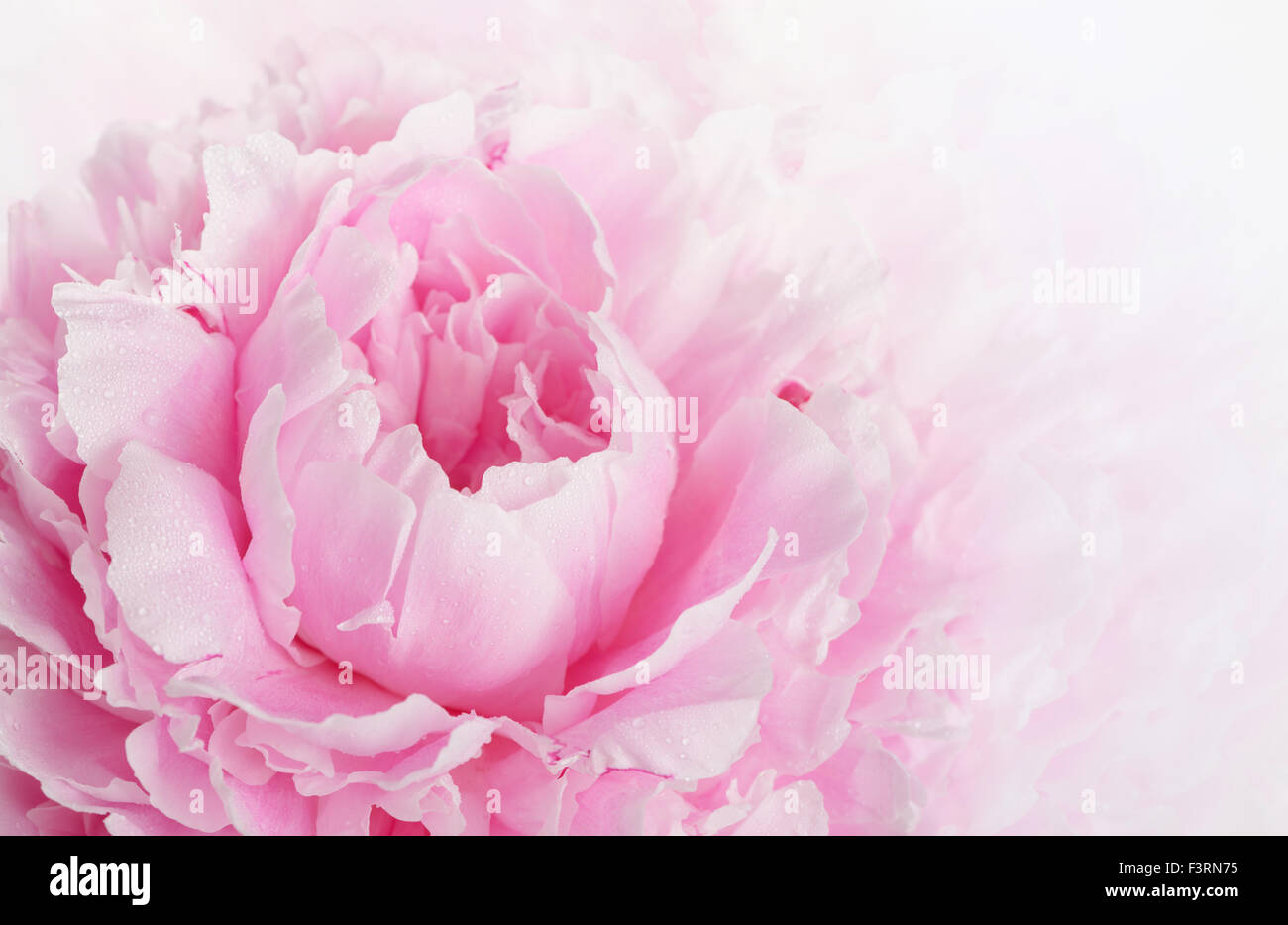Pastel pink peony hi-res stock photography and images - Alamy
