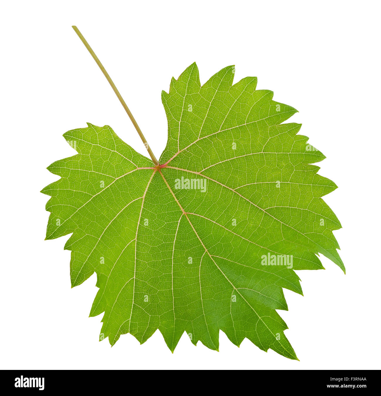 Vine on leaf hi-res stock photography and images - Alamy