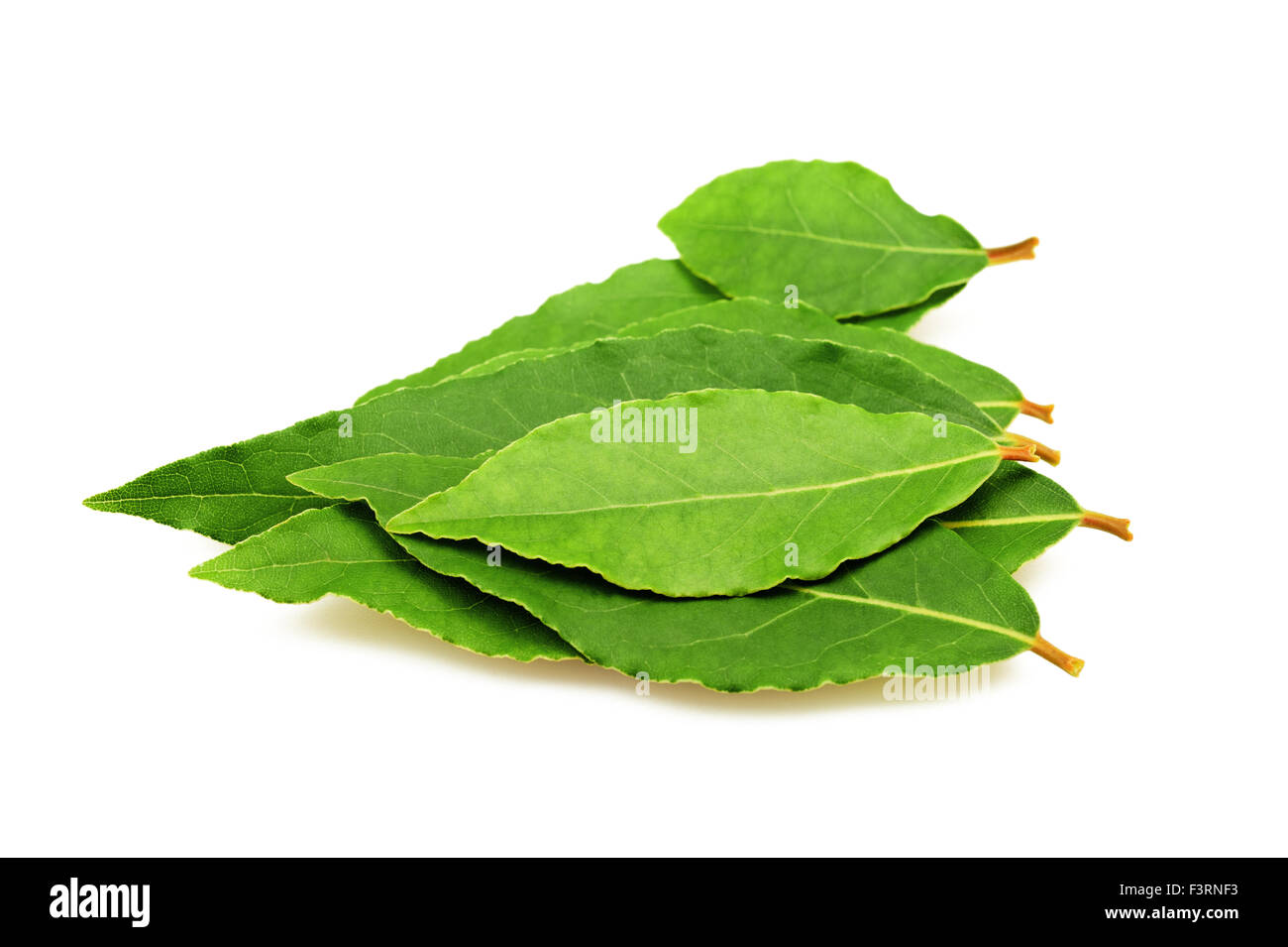 Laurel leaves isolated on white Stock Photo - Alamy