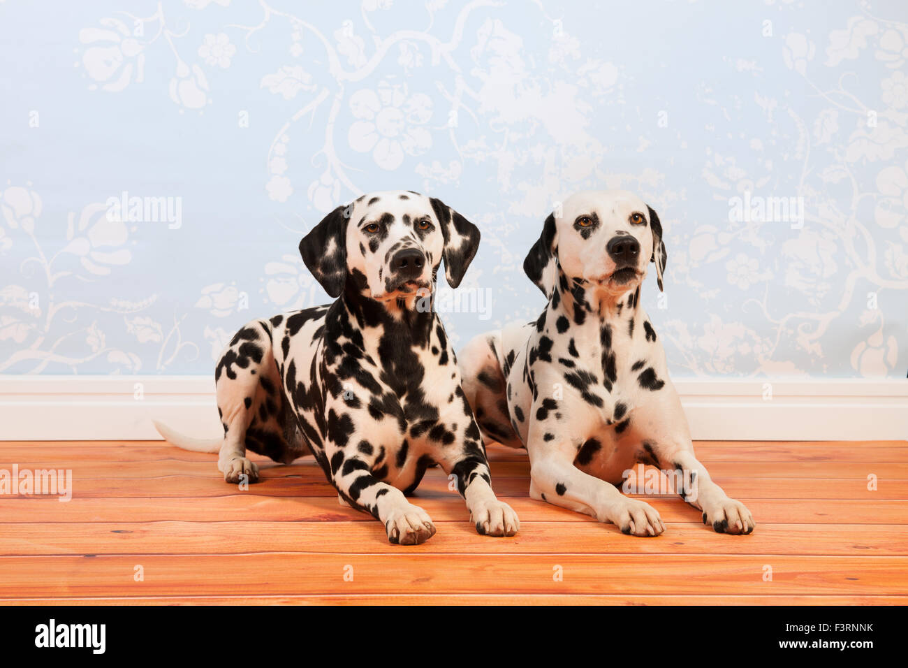 Laying dalmatian hi-res stock photography and images - Alamy