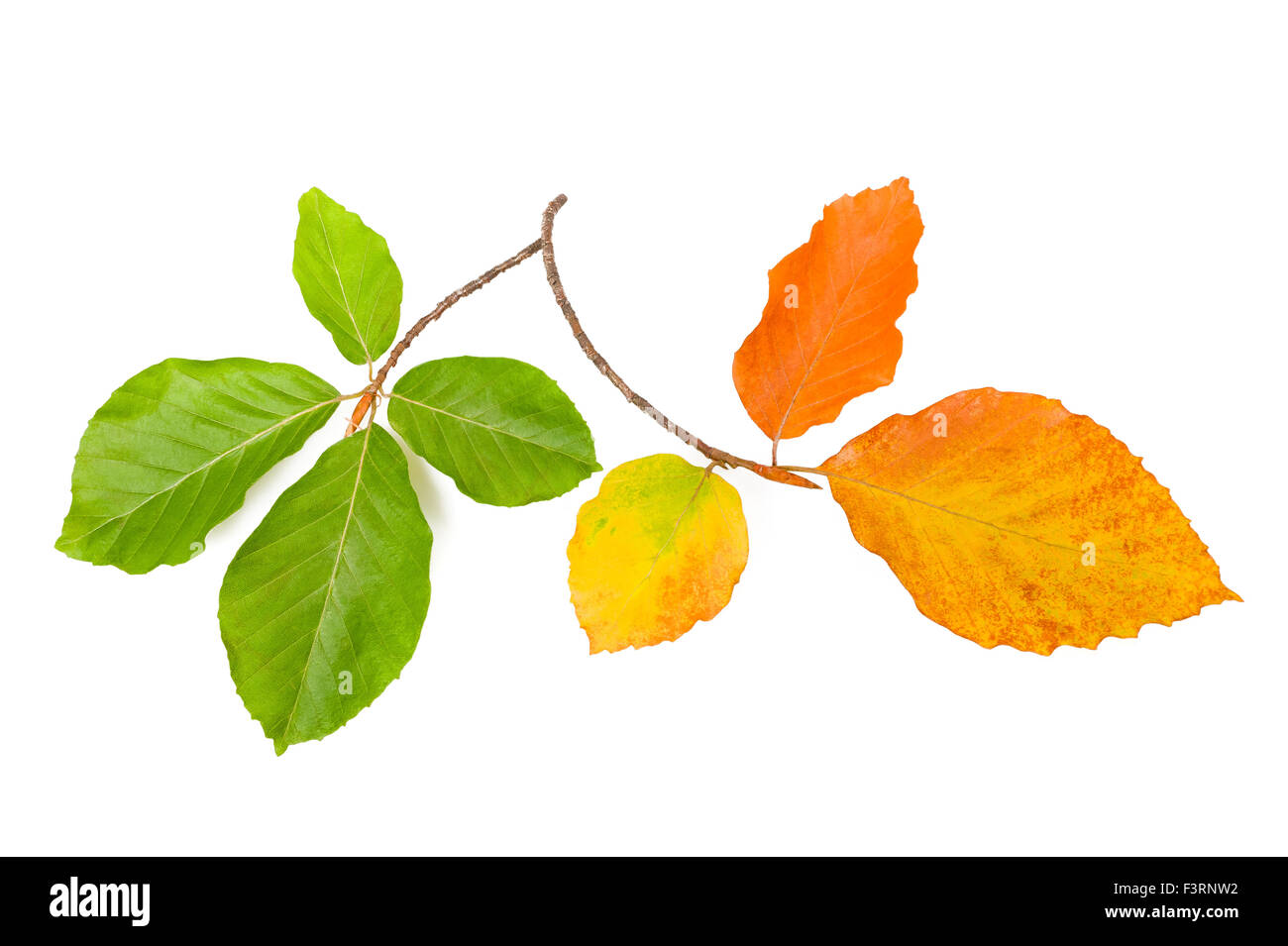 Beech leaves hi-res stock photography and images - Alamy