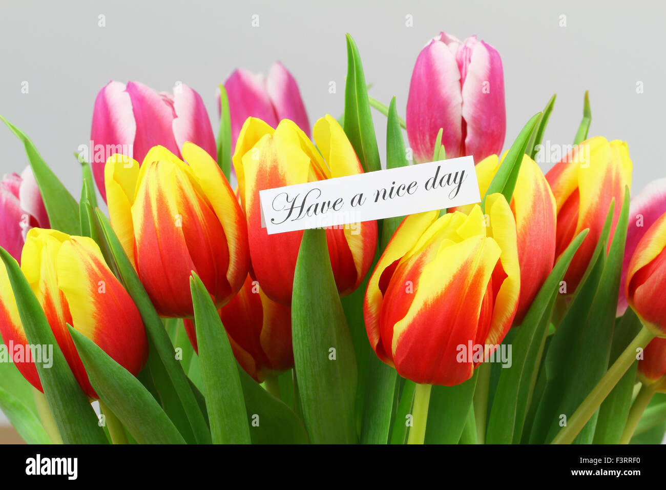 Have a nice day card with colorful tulips Stock Photo - Alamy