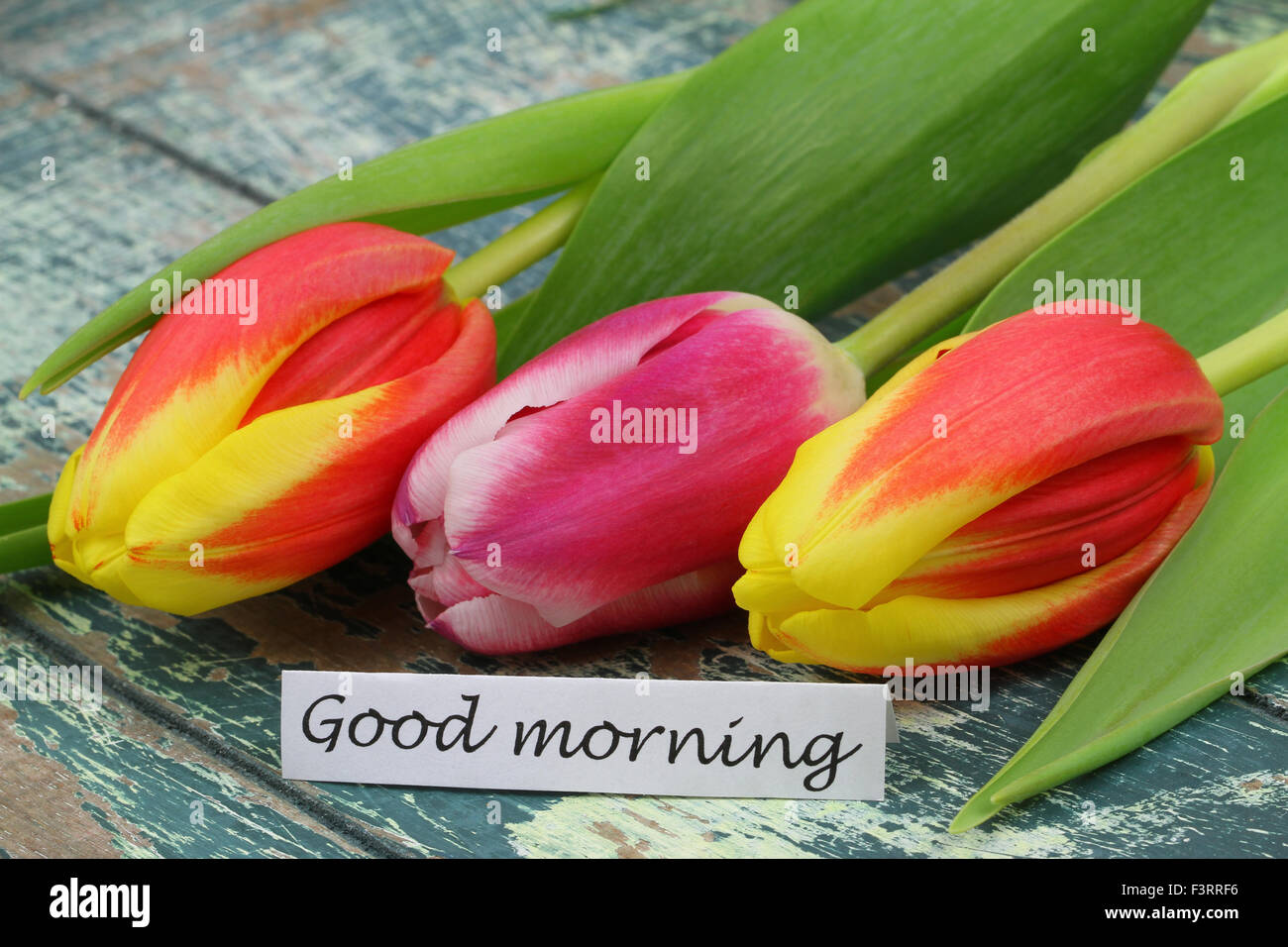 Good morning card with three colorful tulips Stock Photo - Alamy
