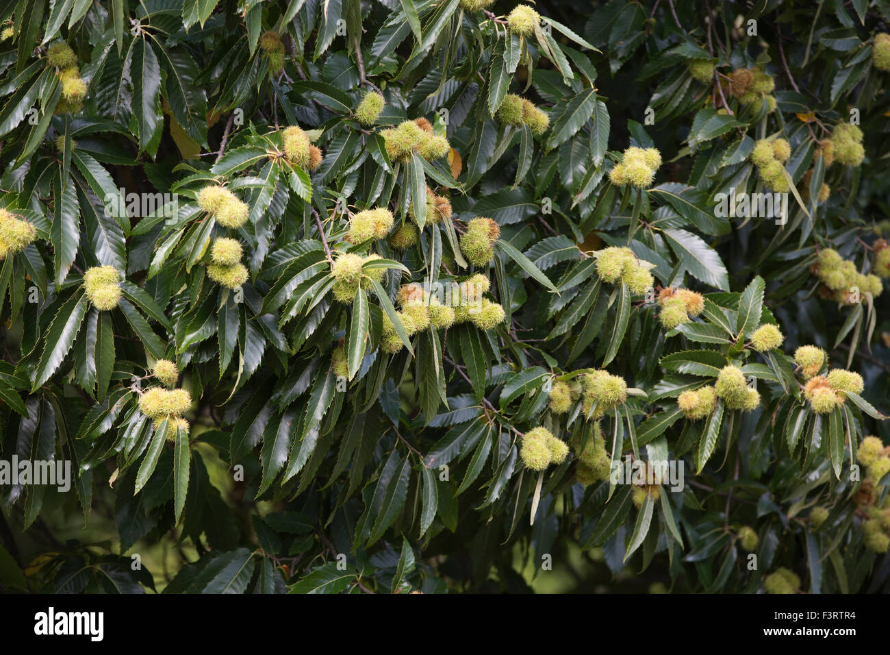 Sweet Chestnut, Osterley Park and House, Georgian country estate in ...
