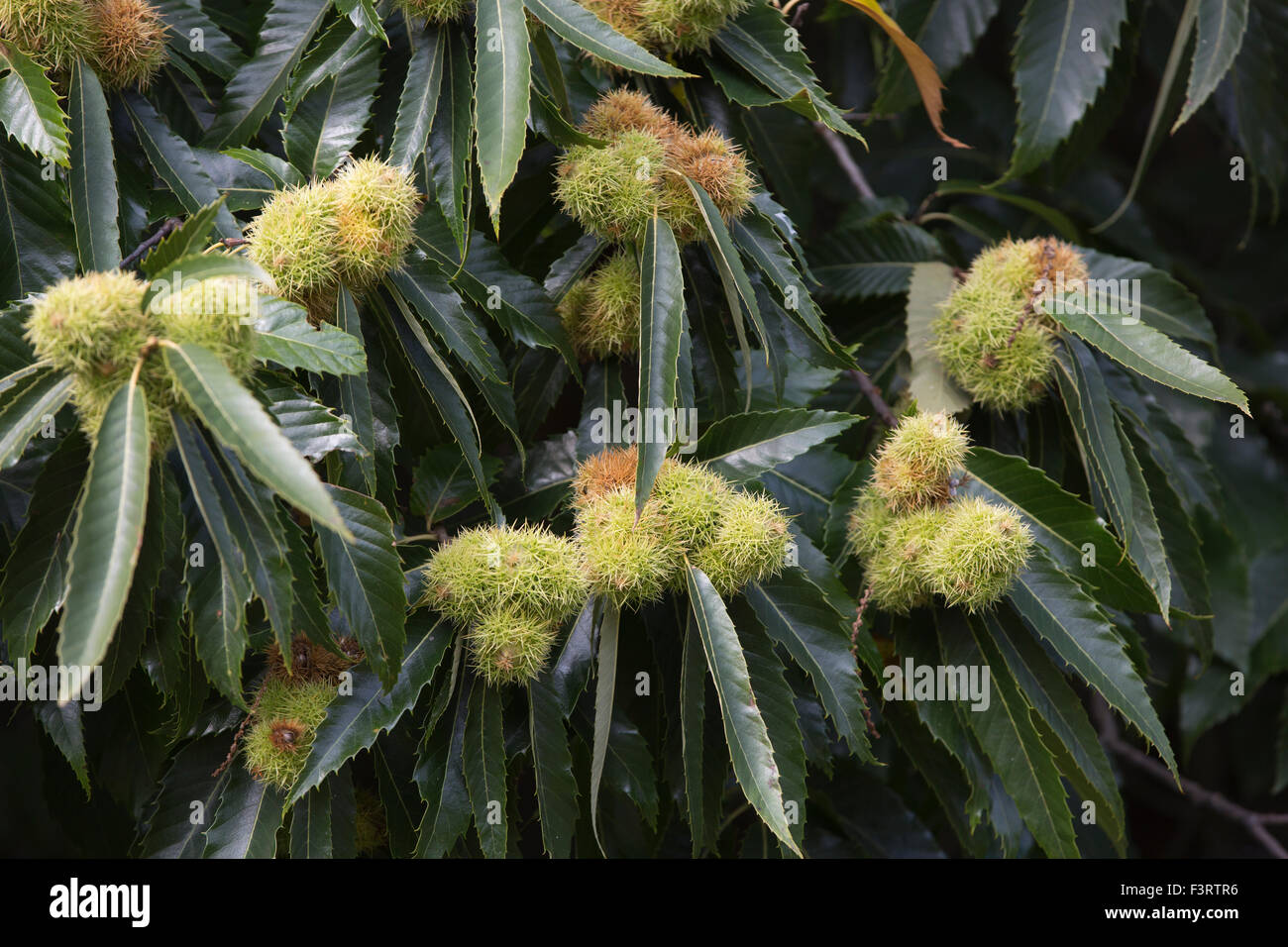 Sweet Chestnut, Osterley Park and House, Georgian country estate in ...