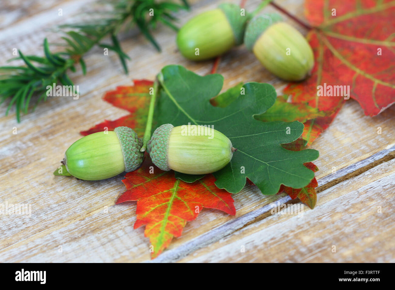Acorn maple leaves hi-res stock photography and images - Alamy
