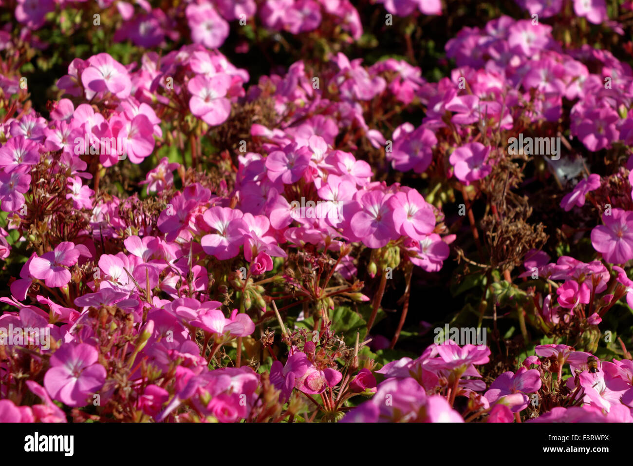 close up of Flowers Stock Photo - Alamy