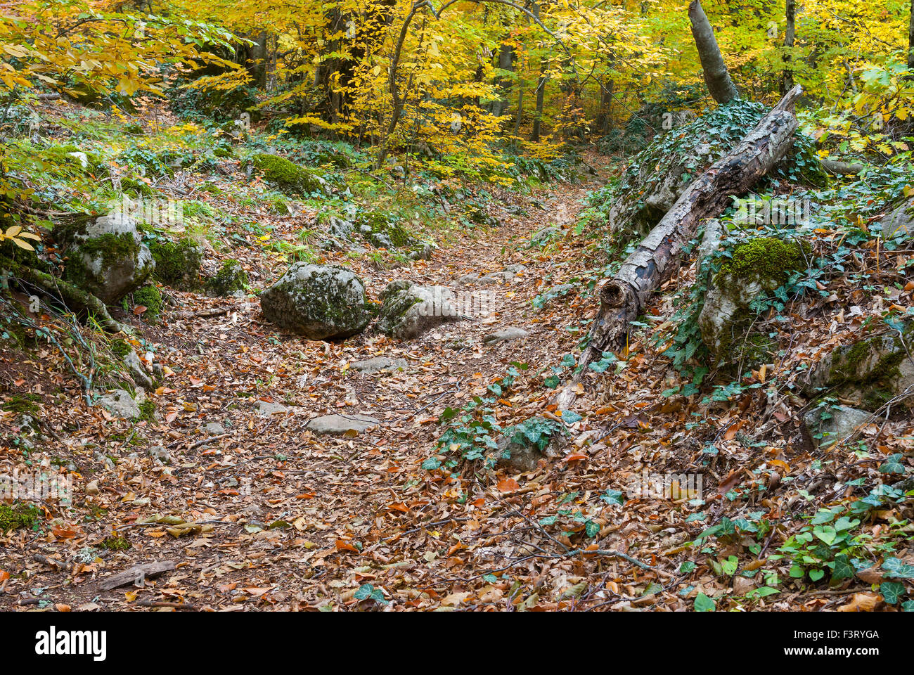 Crimean forest hi-res stock photography and images - Alamy