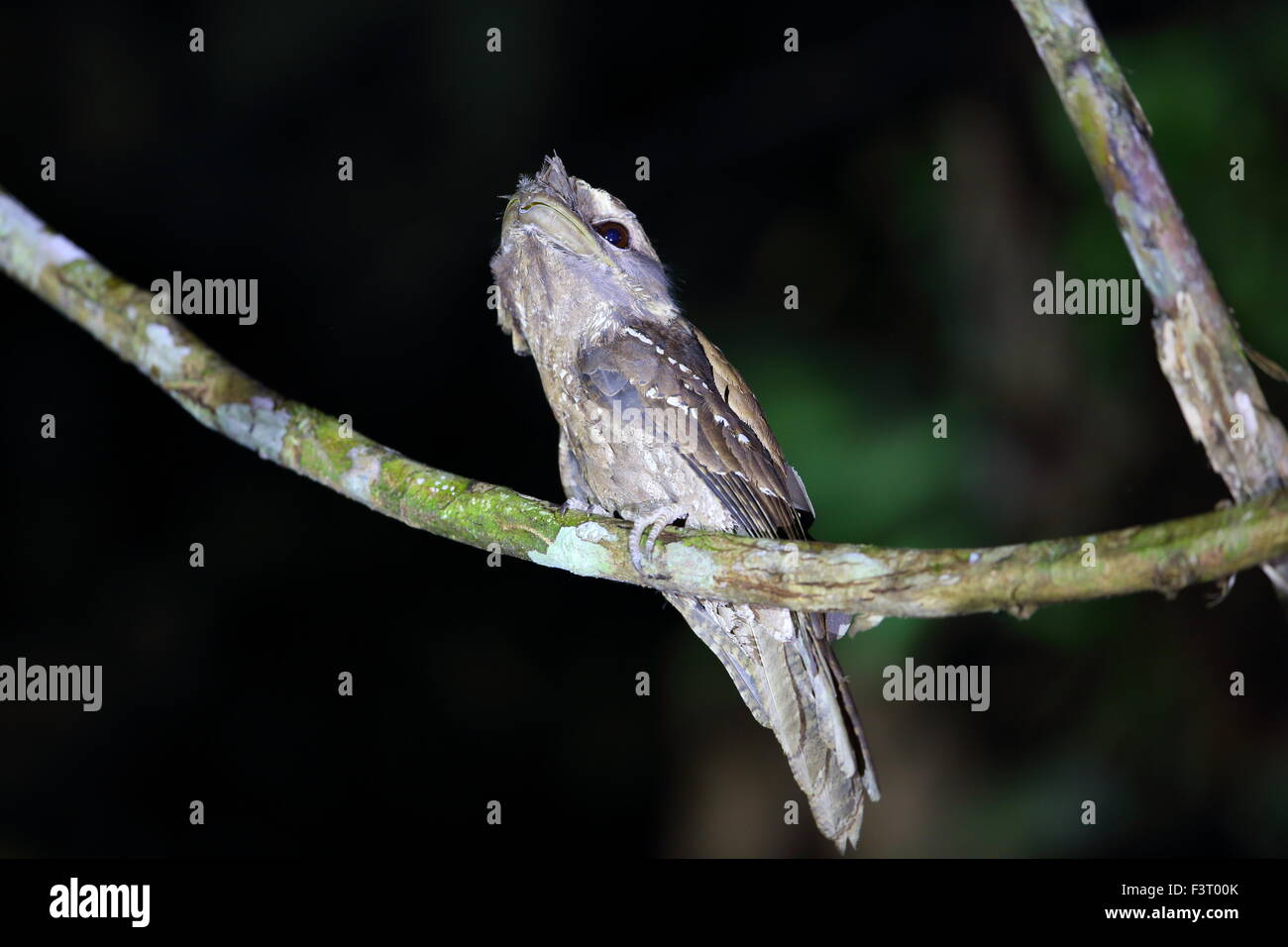 Marbled Frogmouth (Podargus ocellatus) in Papua New Guinea Stock Photo ...