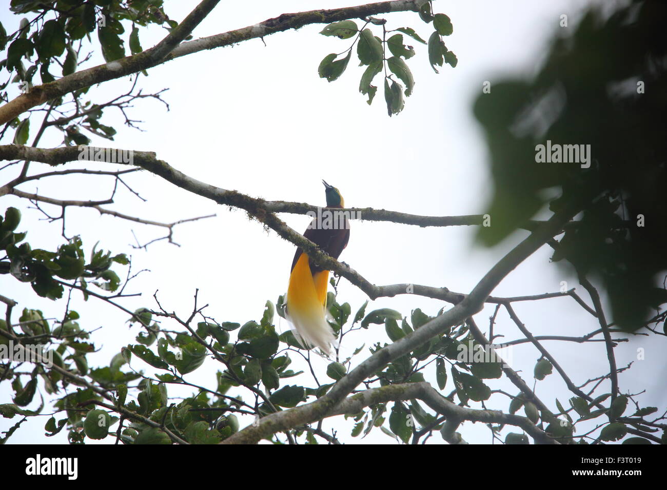 Lesser Bird-of-paradise (Paradisaea minor) in Papua New Guinea Stock ...