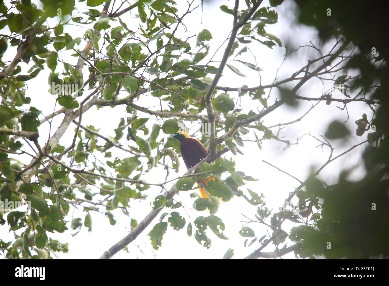 Lesser Bird-of-paradise (Paradisaea minor) in Papua New Guinea Stock ...