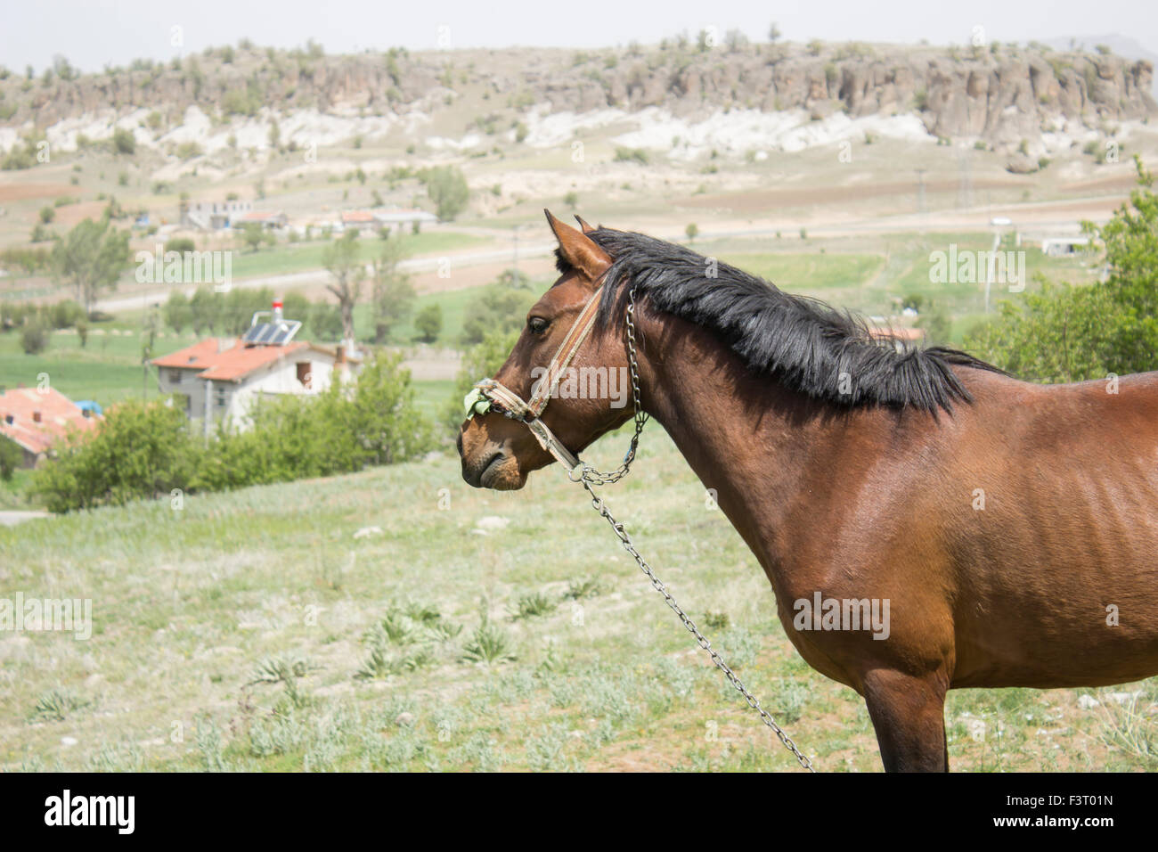 Brown horse hi-res stock photography and images - Alamy