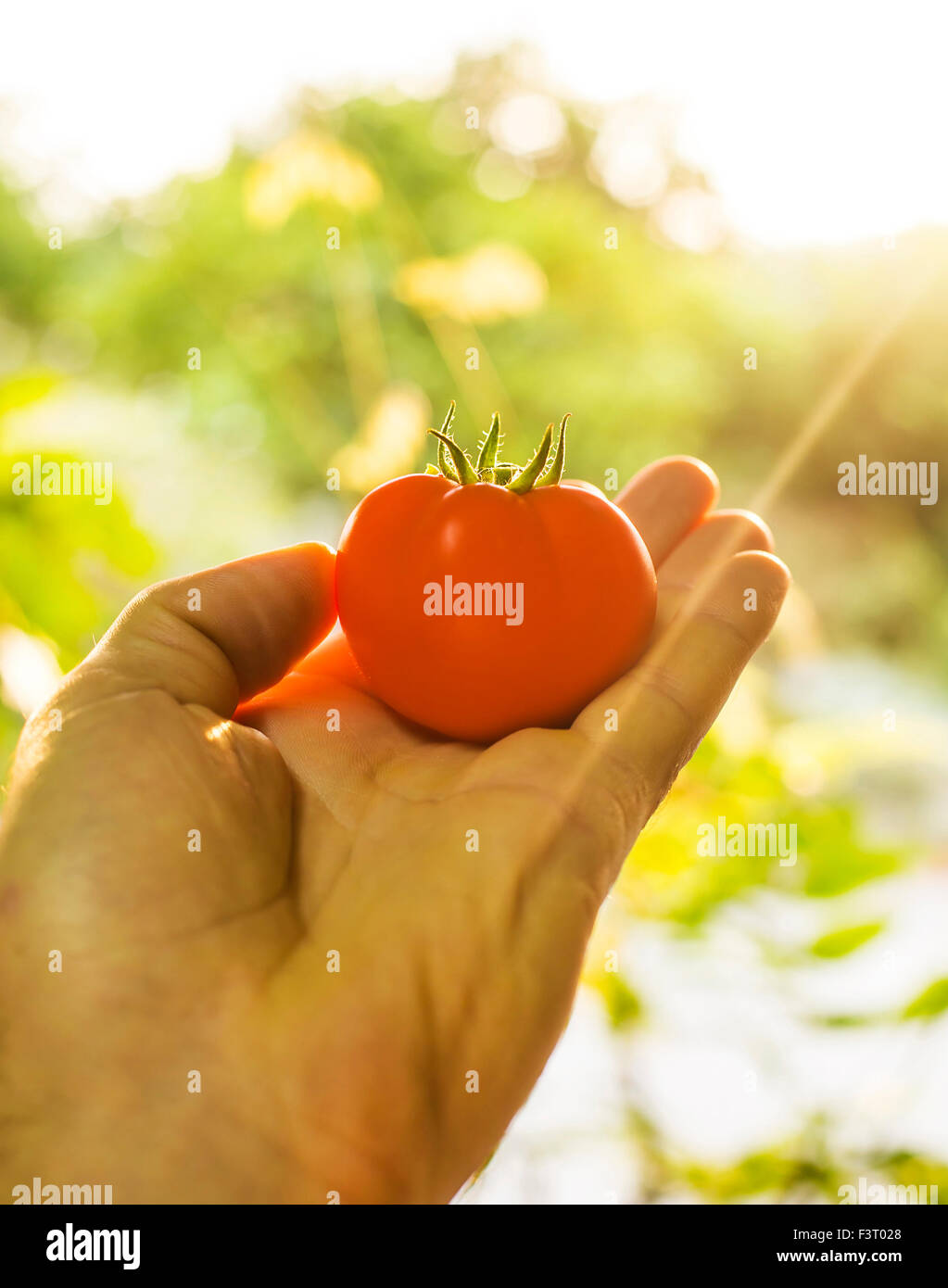 Fresh picked tomato in persons hand Stock Photo - Alamy