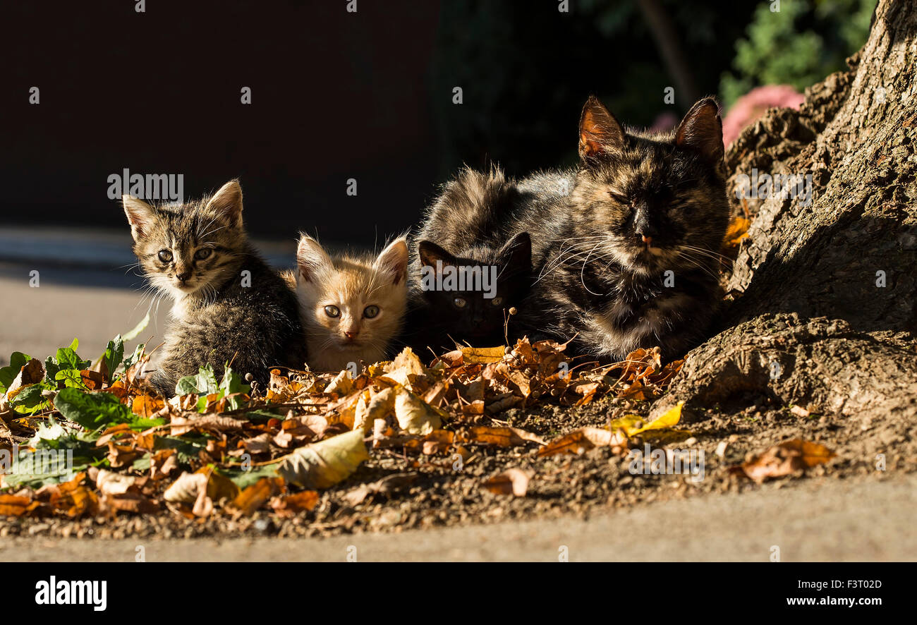 Little kittens in a group, with their mother Stock Photo - Alamy