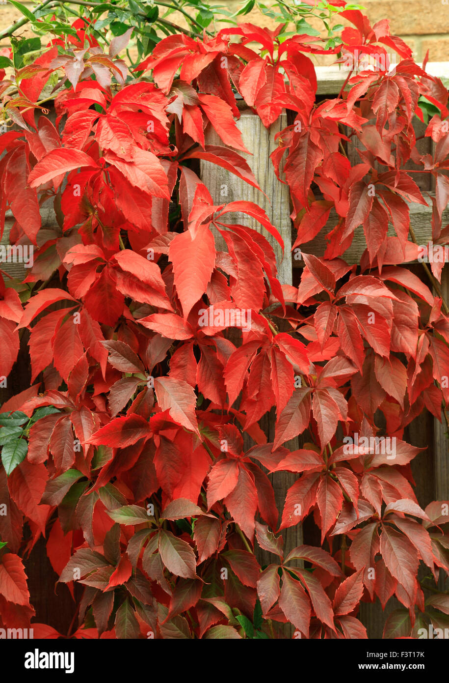 Virginia creeper parthenocissus quinquefolia autumn hi-res stock ...