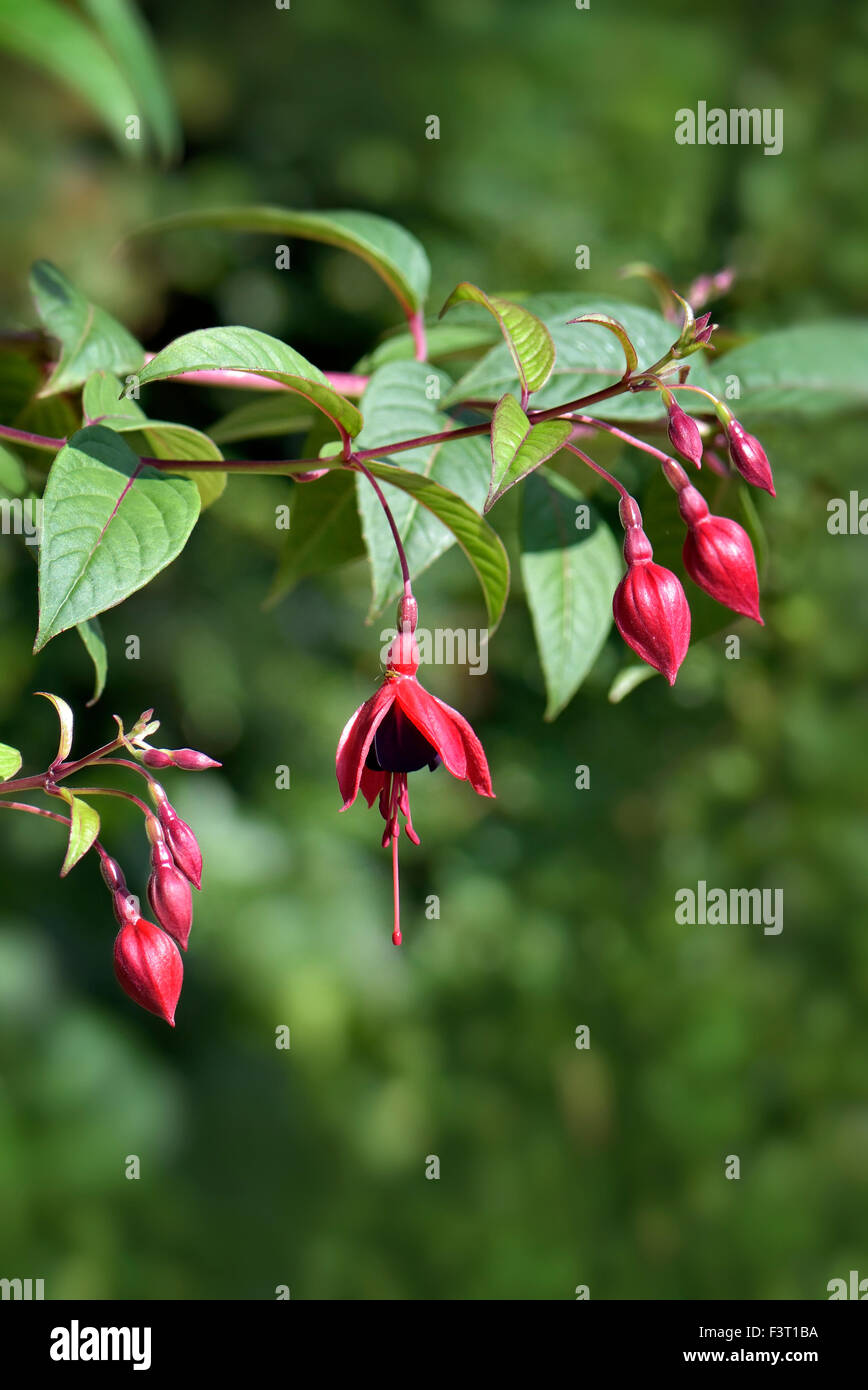 Red and purple fuchsia hi-res stock photography and images - Alamy