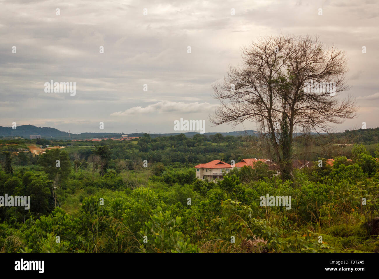 A dying tree Stock Photo - Alamy