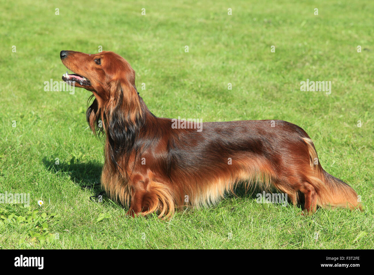 Red Dachshund Long-haired on a green grass lawn Stock Photo - Alamy