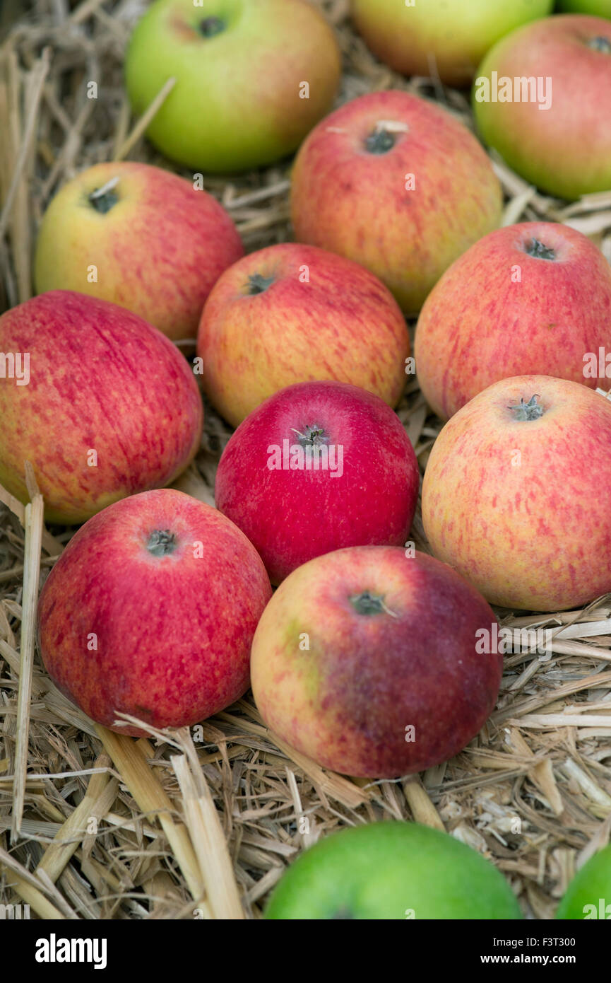 Malus domestica. Harry Masters Jersey cider apples on display Stock ...