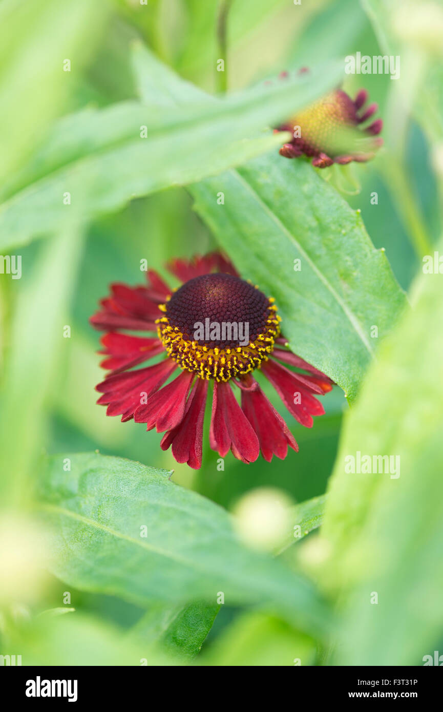 Ruby tuesday hi-res stock photography and images - Alamy