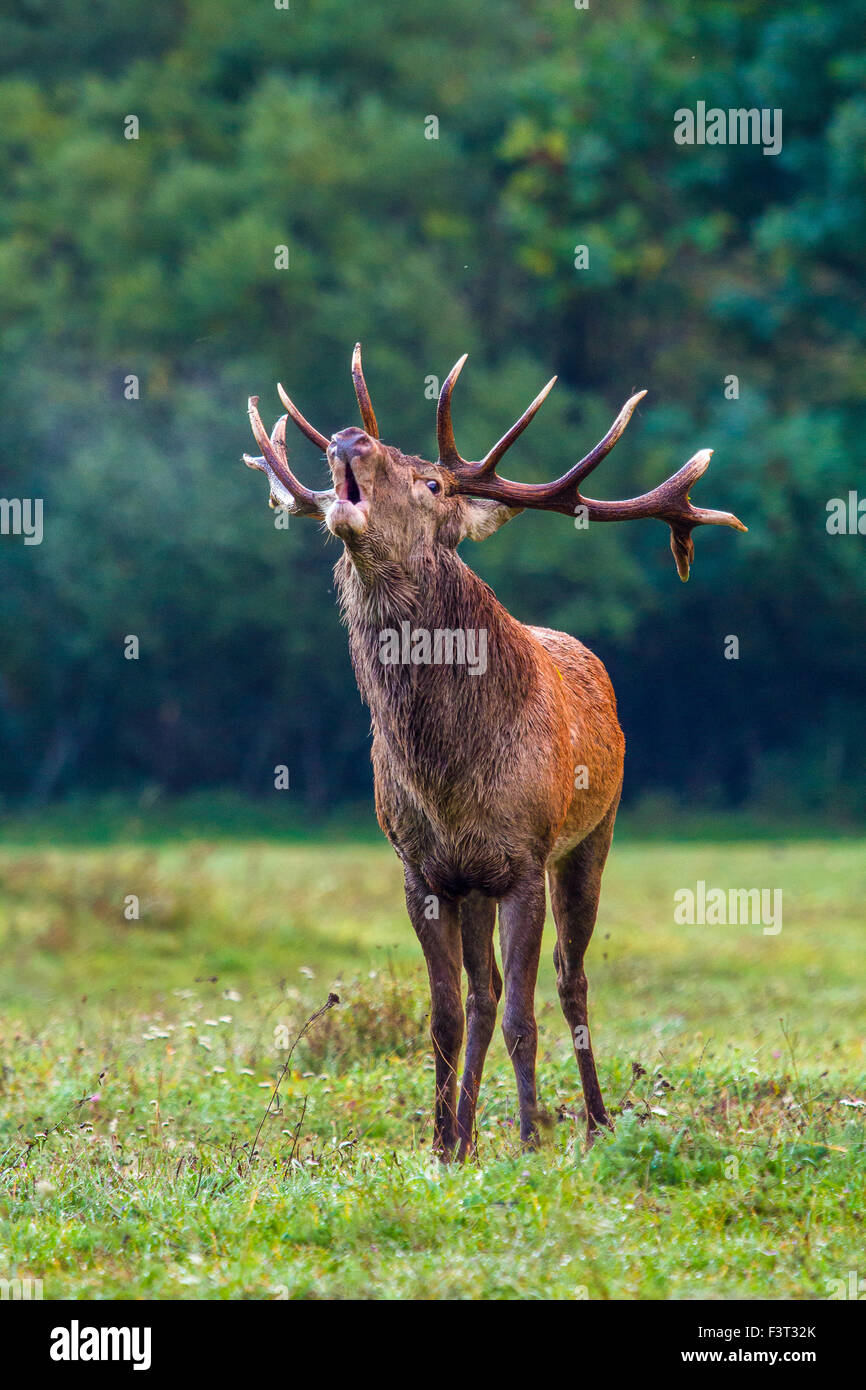 Italy The deer's bellow Stock Photo - Alamy