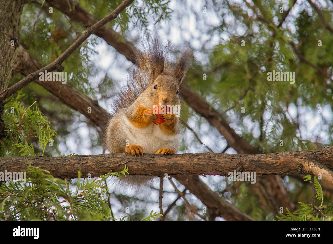 The photograph shows a squirrel Stock Photo - Alamy